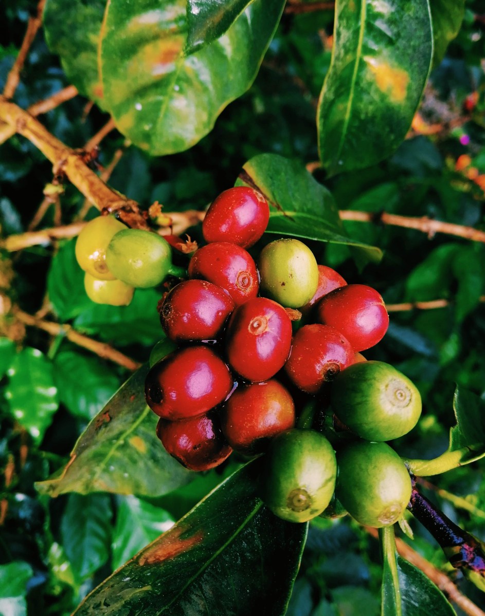 coffee triangles – aimtowanderlust